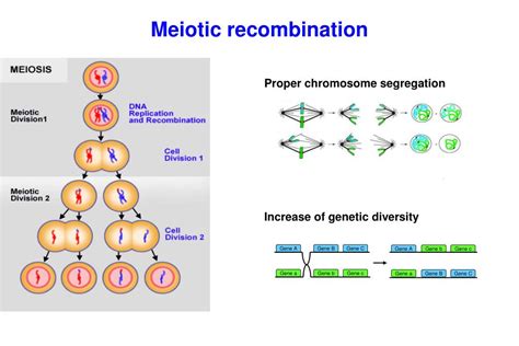 Ppt High Resolution Mapping Of Meiotic Crossovers And Noncrossovers