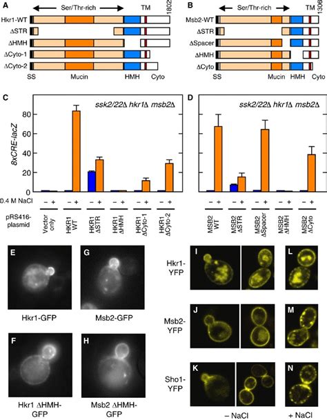 Functional Domains And Subcellular Localization Of Hkr1 And Msb2 A