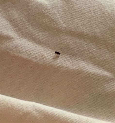 Tiny Black Bugs On Wood Furniture At Nan Carroll Blog