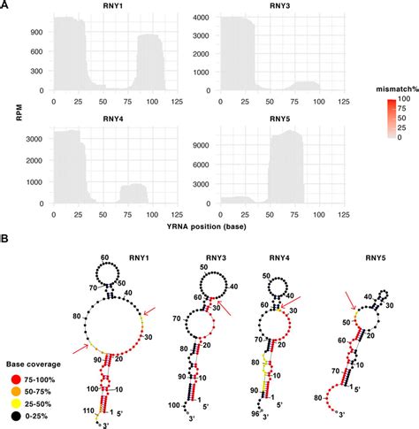 Frontiers Characterization Of Novel Small Non Coding Rnas And Their
