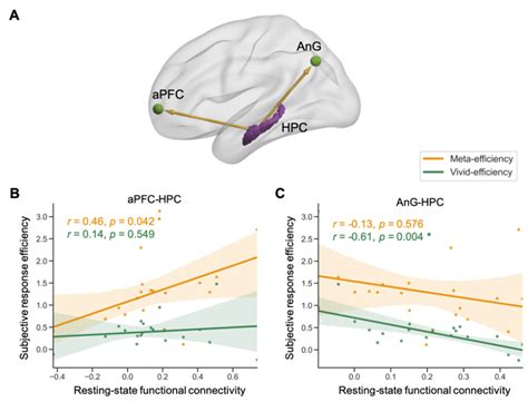 Resting State Functional Connectivity Analysis And Anatomical Double