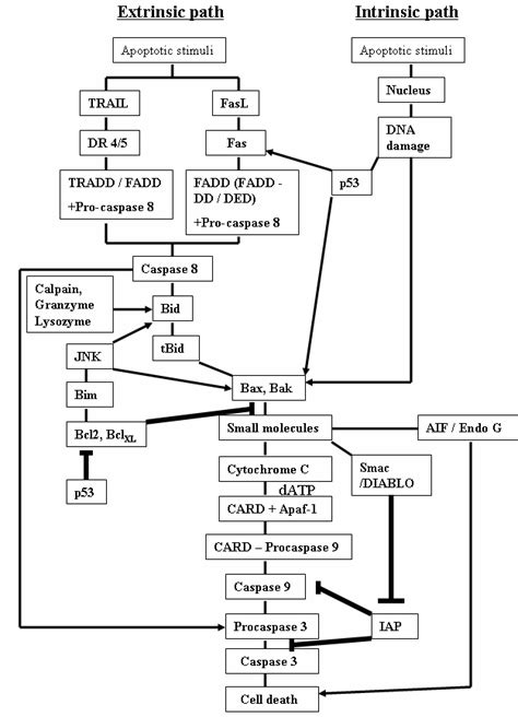 A Schematic Representation Of The Extrinsic And Intrinsic Apoptotic