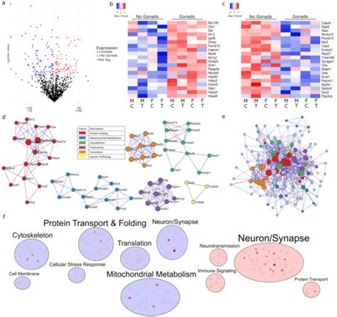 Ijms Free Full Text Respirasome Proteins Are Regulated By Sex