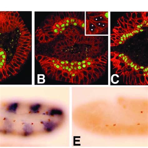 The Function Of Pbl In Mesoderm Migration Is Mesoderm Autonomous