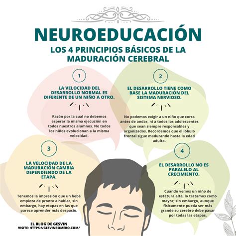 Principios De La Maduración Cerebral Blog De Gesvin