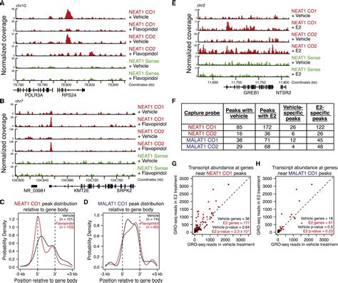 The Long Noncoding Rnas Neat1 And Malat1 Bind Active Chromatin Sites
