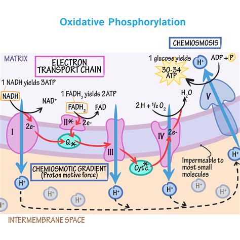 Biochemistry Glossary Oxidative Phosphorylation Draw It To Know It
