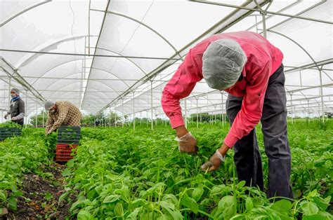 Cambios En Lineamientos De Producción Orgánica Fortalecerán El Comercio