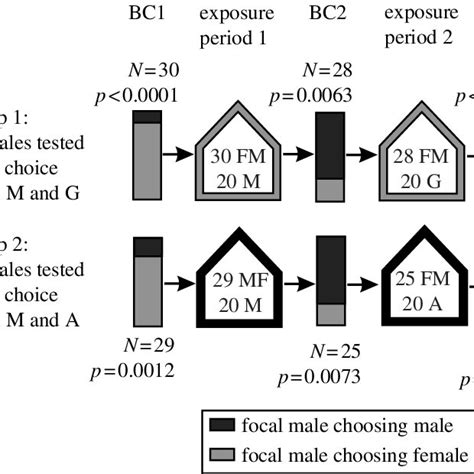 Mate Choice By Focal Males Fm For Unresponsive Males M Or Female