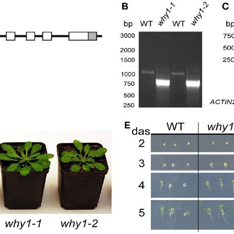 Characterization Of Why1 Mutants A Scheme Showing The Positions Of