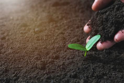 Concepto De La Planta De Semillero Por La Mano Humana Semilla Humana