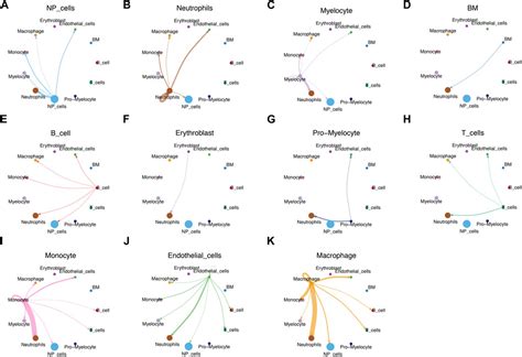 Identification Of Mitochondria Related Key Gene And Association With