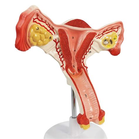 Buy Human Uterus And Ovary Model Female Reproductive Organ Model