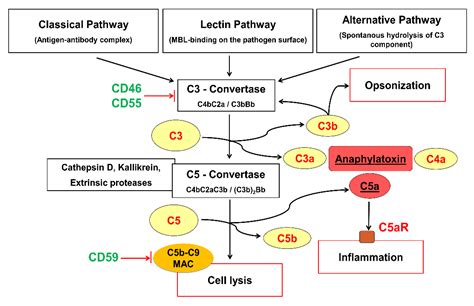 Ijms Free Full Text Complement Regulation In Human Tenocytes Under