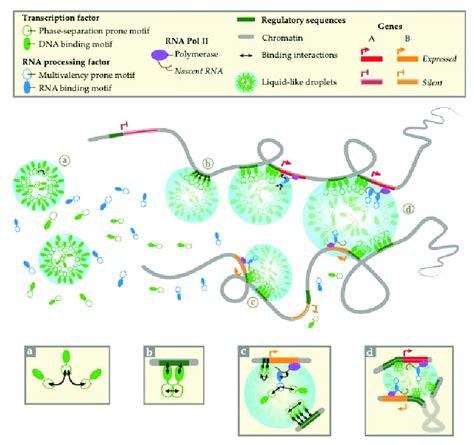 An Integrated Phase Separation Model For Self Assembly Of Download