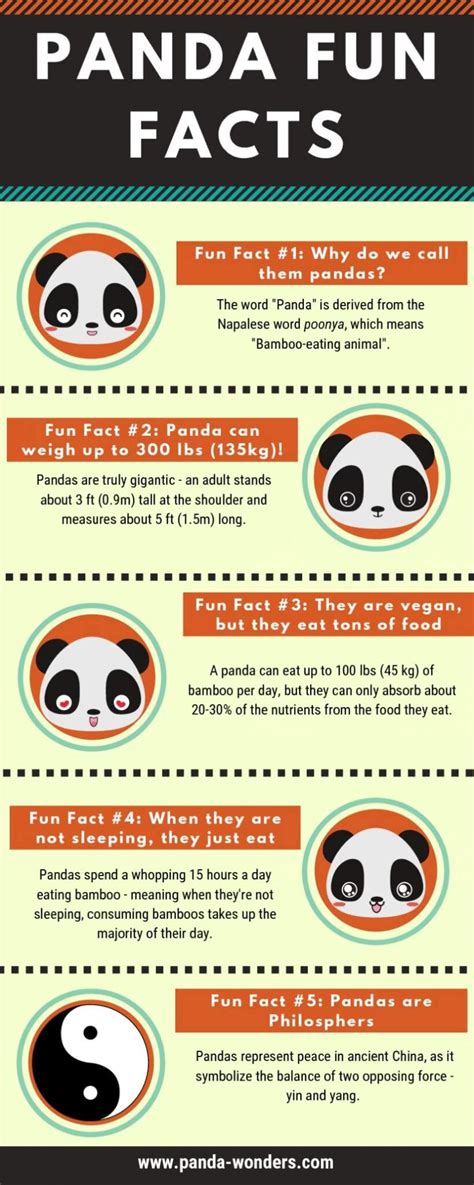 giant panda fun facts infographics race
