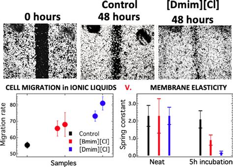 Cell Migration And Cellular Lipid Membrane Elasticity For Mda Mb 231