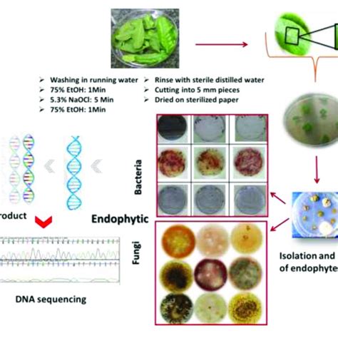 Overview Of The Procedure Of Isolation And Identification Of