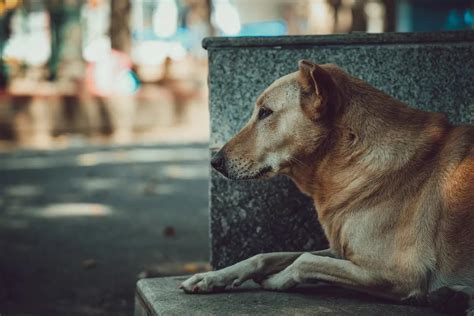 Día Mundial Del Perro Callejero Por Qué Se Celebra Hoy