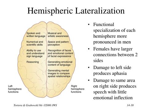 Ppt Chapter 14 The Brain And Cranial Nerves Powerpoint Presentation