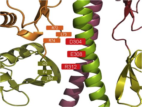 Specific Recognition Of Linear Ubiquitin Chains By Nemo Is Important