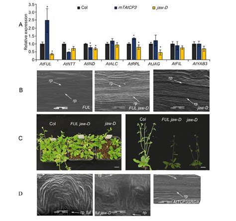 The Relationship Of Mir319a And Attcp3 With Replum And Valve Related