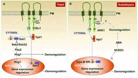 2 Diagrammatic Representation Of Two Component System Osmosensing