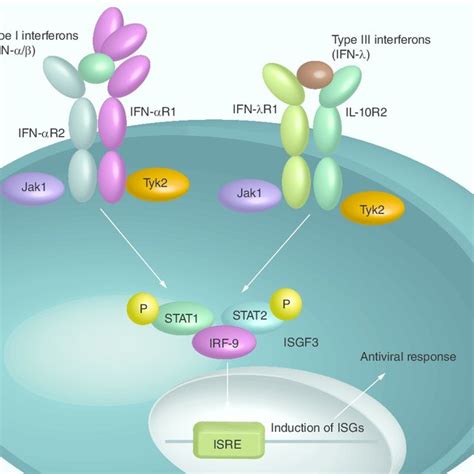 Upregulation Of Interferon Stimulated Genes Following The Binding Of