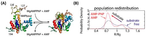Biophysica Free Full Text Analysis Of Enzyme Conformation Dynamics