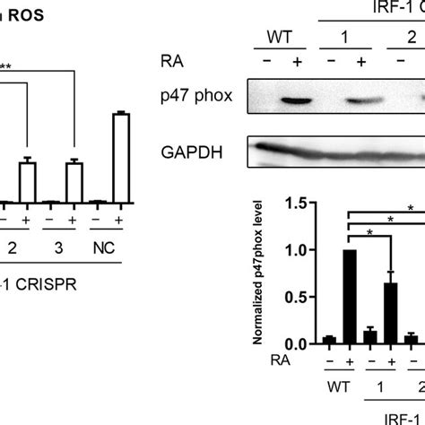 Depletion Of Interferon Regulatory Factor‐1 Irf‐1 ‐suppressed
