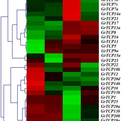 Heatmap Representation For Expression Patterns Of G Raimondii Tcp