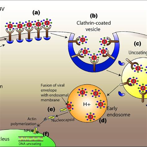 Absorptive Internalization Of Baculovirus A Budded Viruses Bvs
