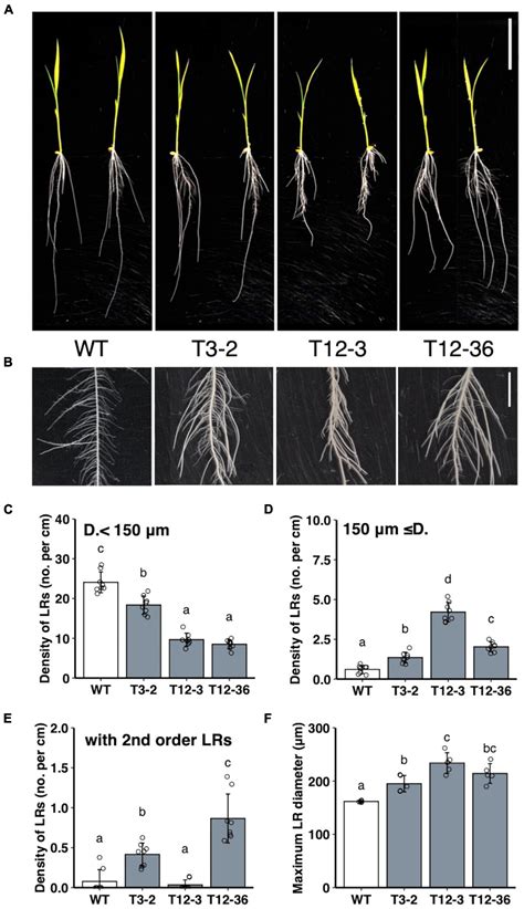 Frontiers Auxin Distribution In Lateral Root Primordium Development