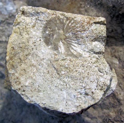 White Fossiliferous Chert Columbus Limestone Middle Devo… Flickr