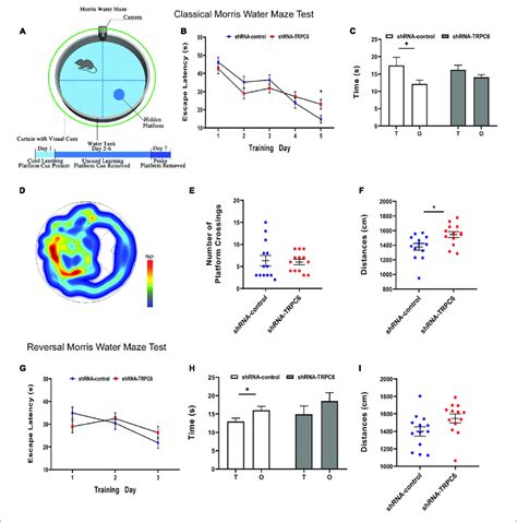 Down Regulation Of Trpc6 Affected The Spatial Learning In The Mwm