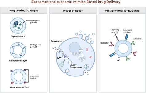 Frontiers Exosomes And Mimics As Novel Delivery Platform For Cancer