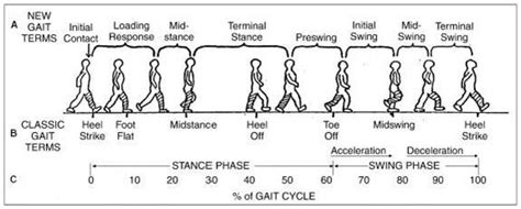 Normal Gait Cycle Bone And Spine