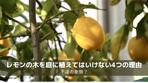レモンの木を庭に植えてはいけない4つの理由｜不運の象徴？