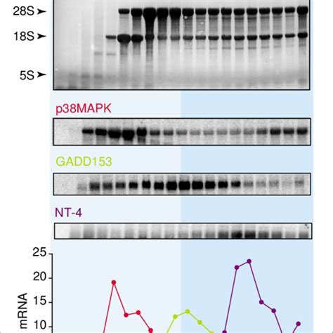 Polysome Bound Mrna Expression Profiling Detects Both Transcriptionally