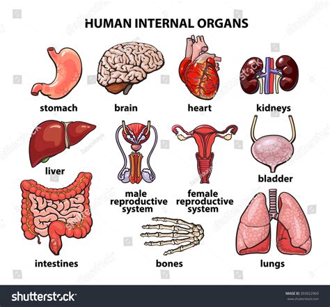 human organs internal organs set human anatomy internal parts of the