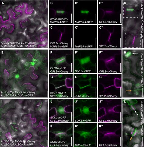Spatially Resolved Proteomics Of The Arabidopsis Stomatal Lineage