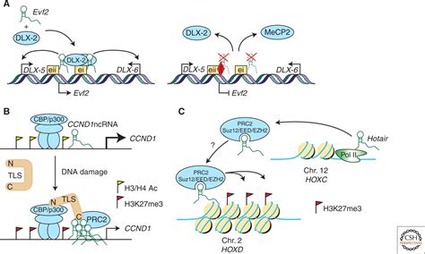 The Long Arm Of Long Noncoding Rnas Roles As Sensors Regulating Gene