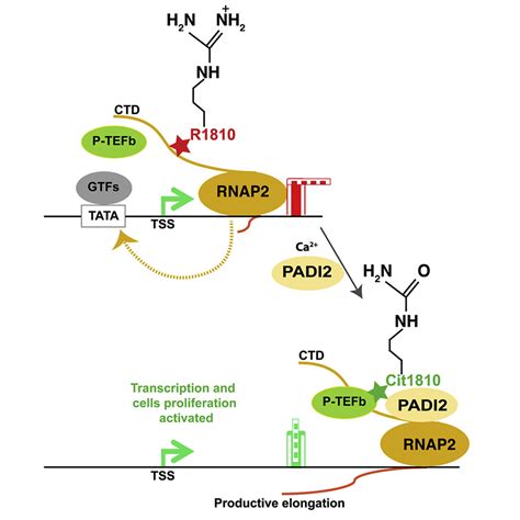 Arginine Citrullination At The C Terminal Domain Controls Rna