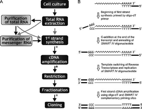 1 Overview Of Procedures A Cdna Library Construction Black Boxes