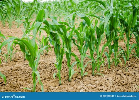 Fundo Natural Com Milho Verde Jovem A Crescer No Campo Imagem De Stock