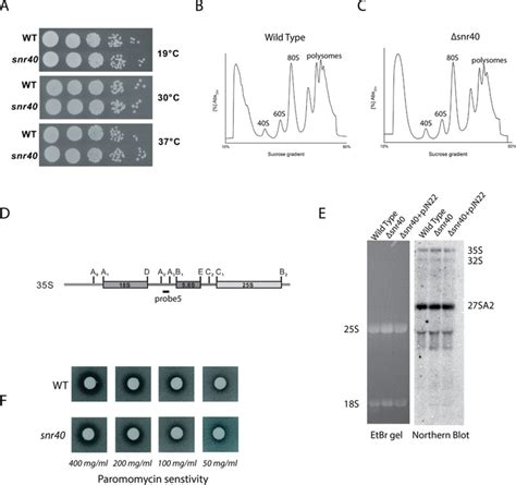 Growth Polysome And Rrna Processing Analysis For Δsnr40 A Ten Fold