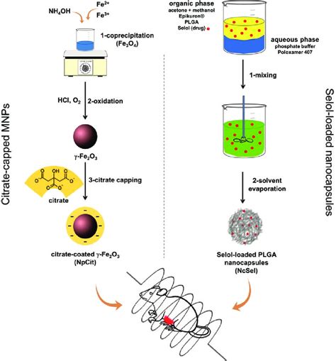 Scheme Of Synthesis Of Magnetic Nanoparticles Coated With Citrate