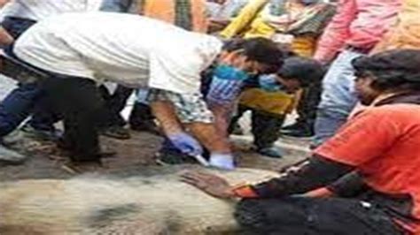 African Swine Fever जबलपुर के पास सिहोरा के दो वार्डों में अफ्रीकन