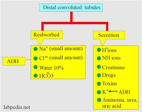 Renal Functions Part 1 Renal Functions Tests