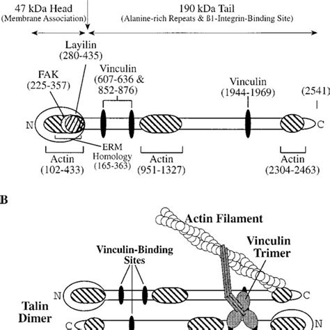Domain Structure Of Talin A The Domain Structure Of Talin Showing